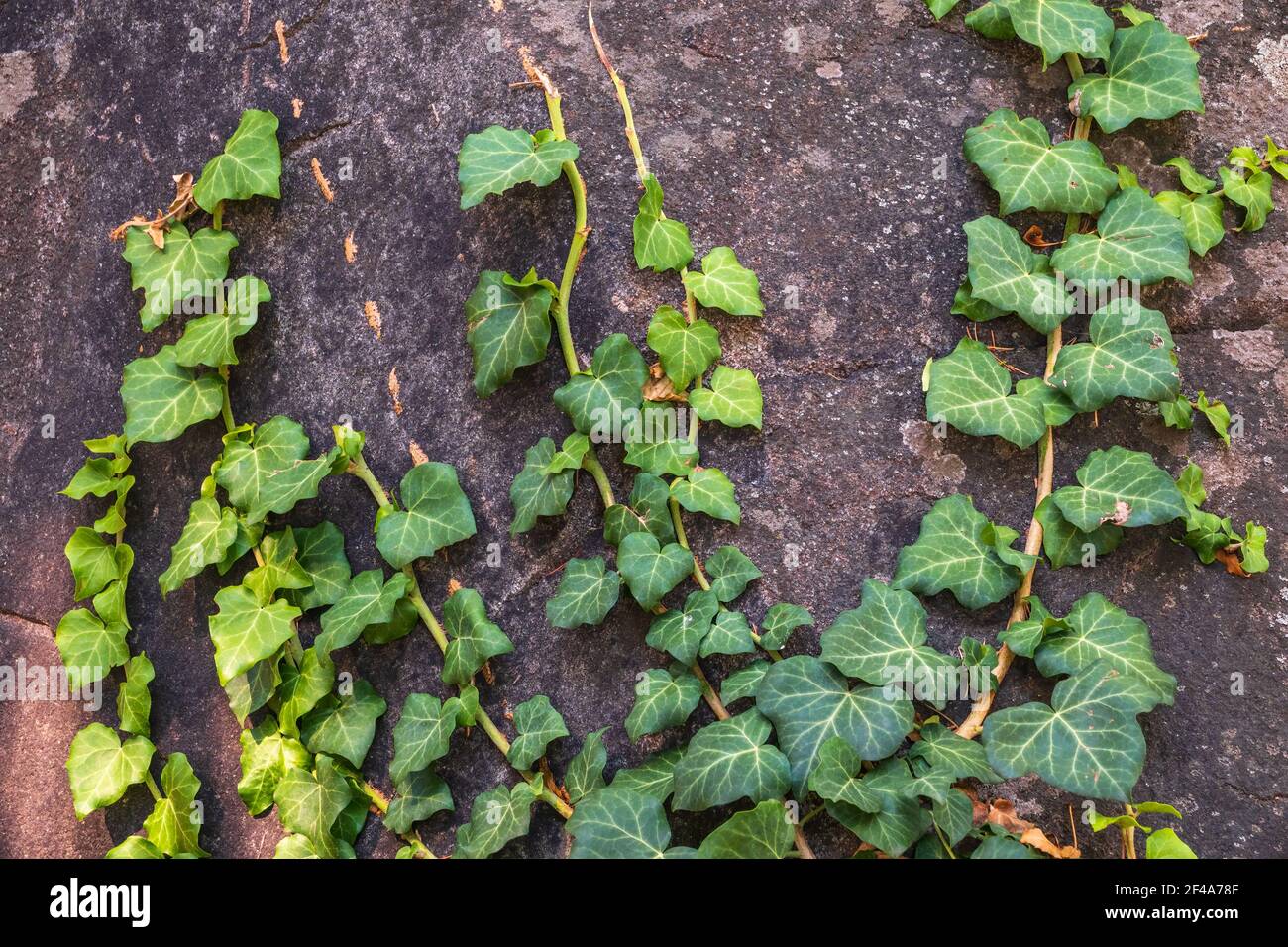 Green Creeper Plant growing on a rock wall. Old stone wall with ...