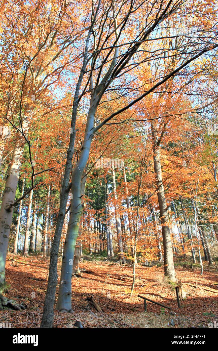 a vertical shot of thin tall trees with red leaves Stock Photo - Alamy