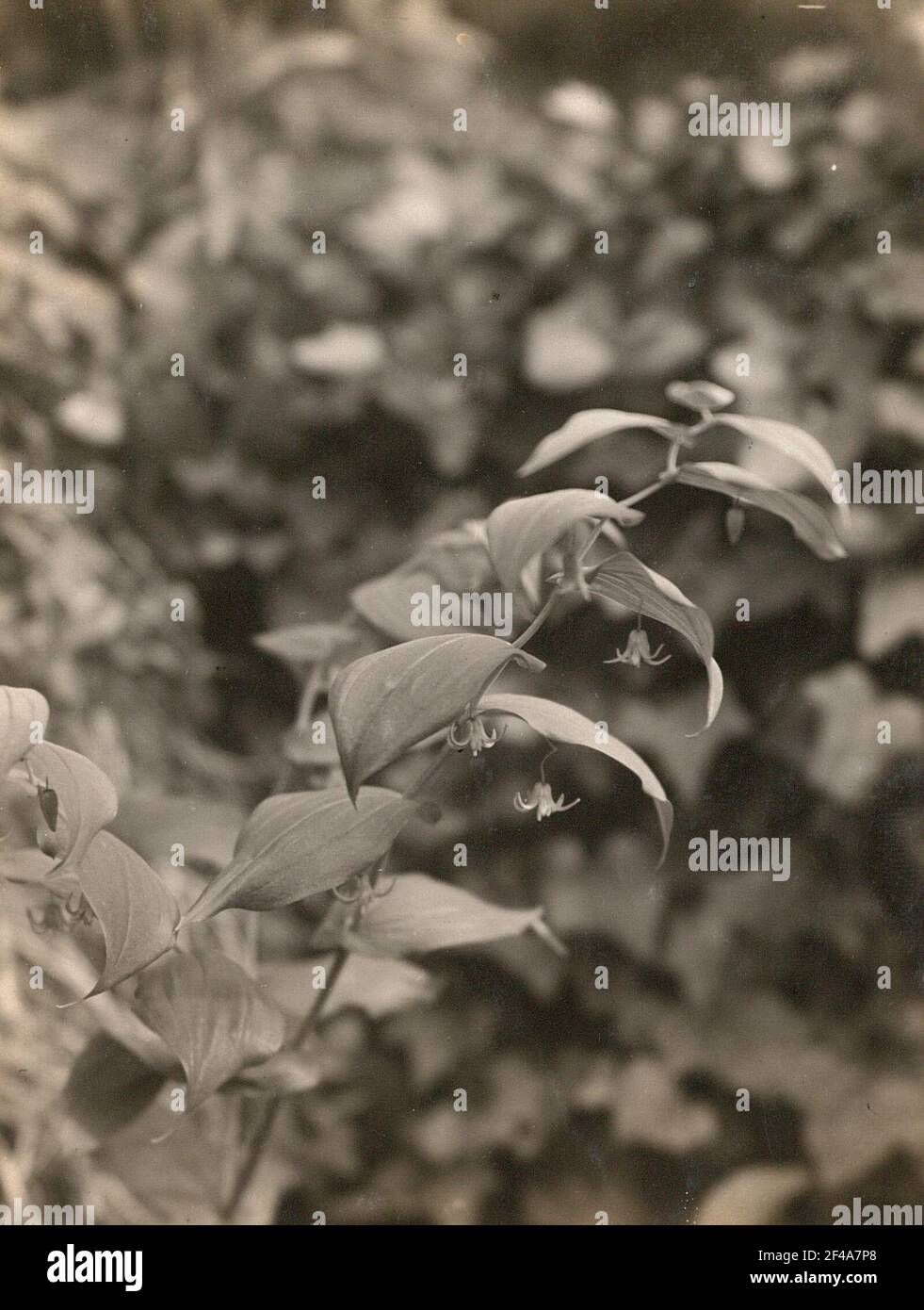 Streptopus hi-res stock photography and images - Alamy