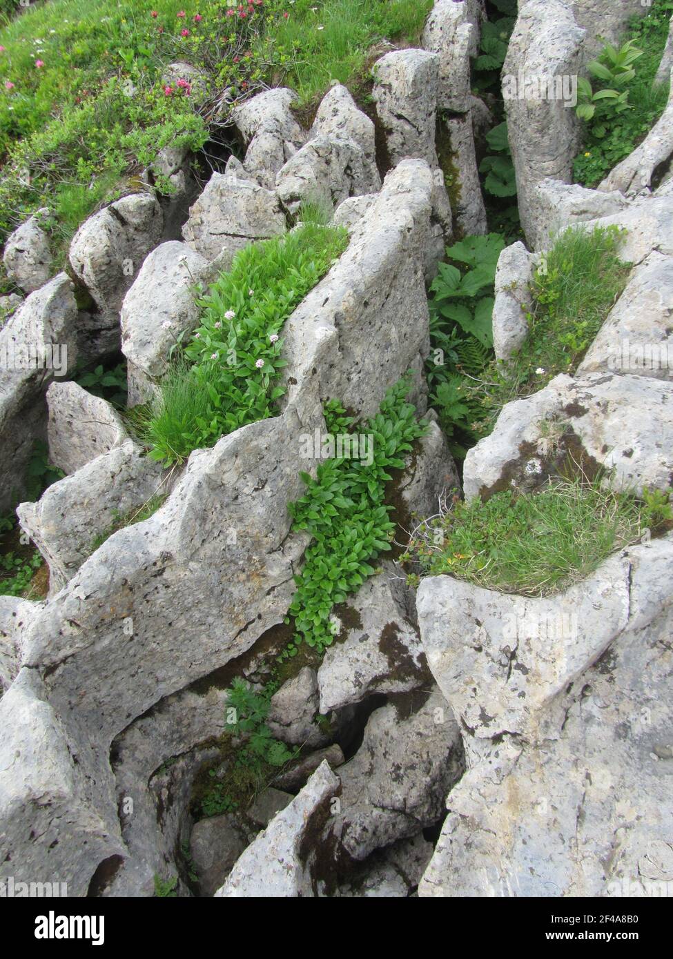 Eroded limestone in the Alps on the Gamsalp/Gamserrugg, Canton St ...