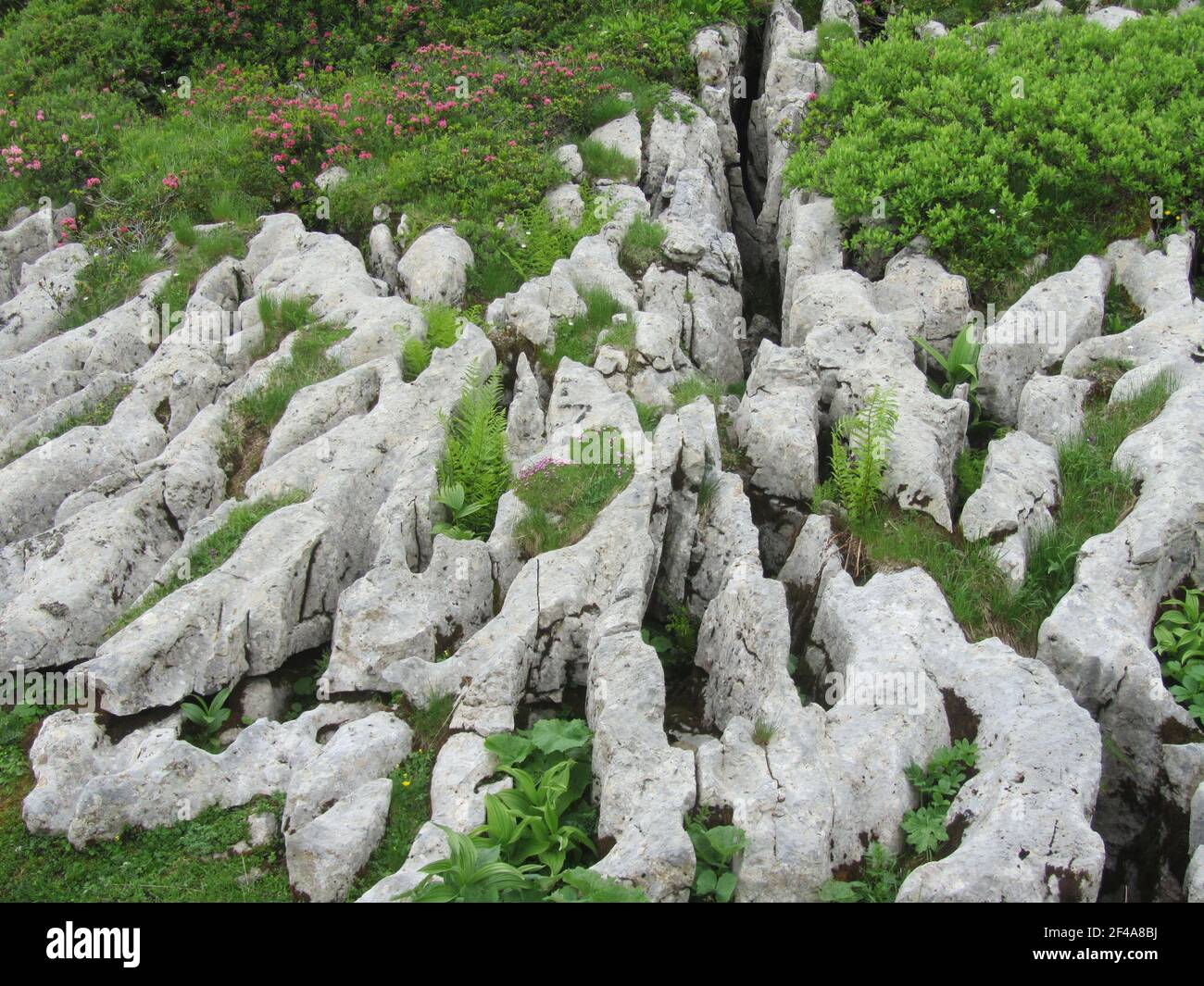 Eroded limestone in a karst region in the alps with typicall alpine ...