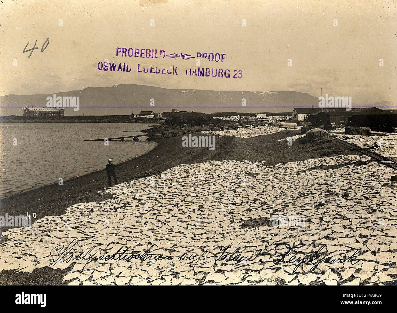 View over wide surfaces with for drying outflowed Stockfish in fish ...