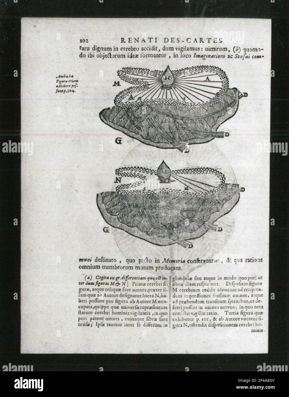 Rene Descartes (1596-1650). The brain. Illustration from: Prinicipia ...