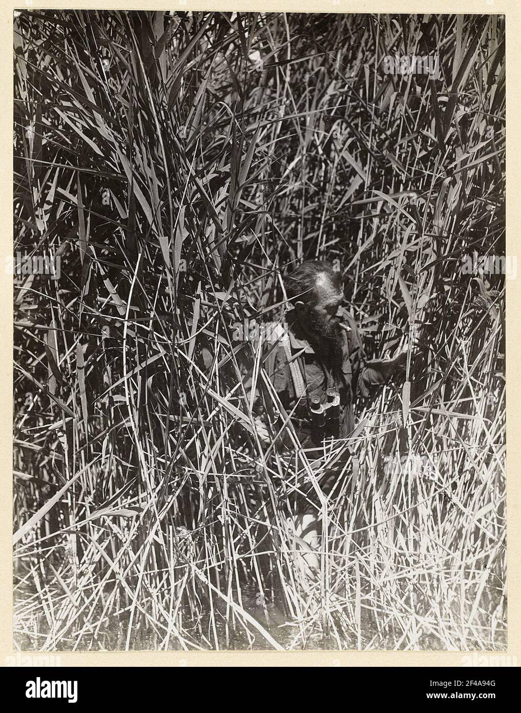 Rudolf Zimmermann in the nesting area of the dwargrohrdommel Stock ...