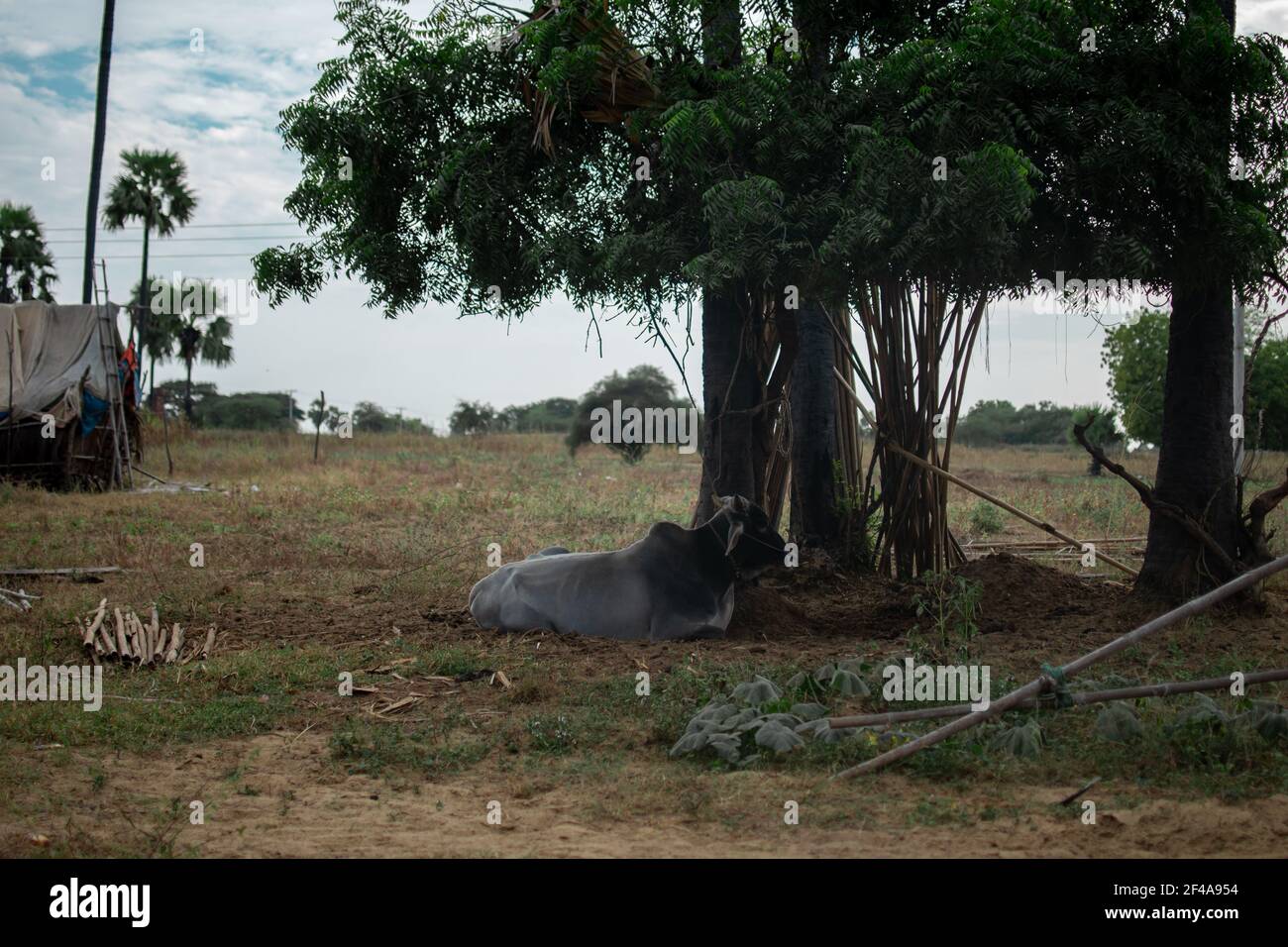 Bagan farm field palm trees hi-res stock photography and images - Alamy