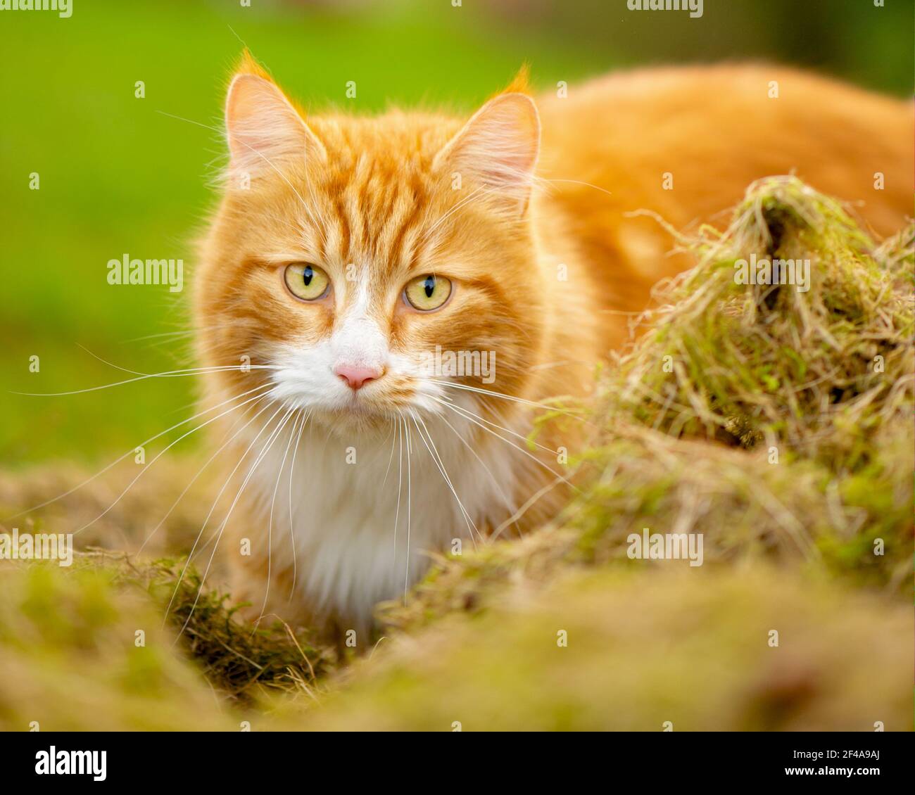 Male Maine coon ginger and white cat Stock Photo - Alamy