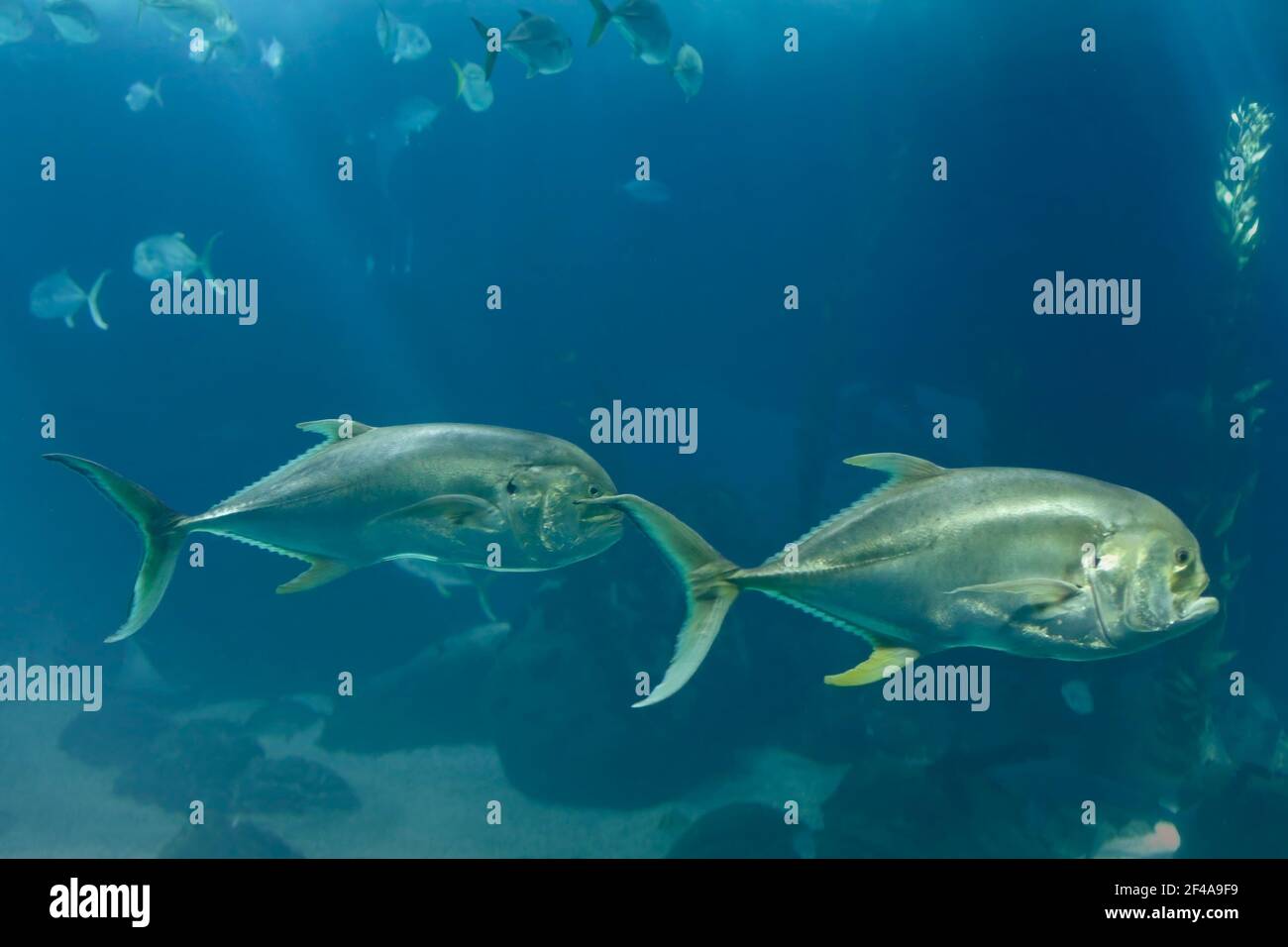 Xareu fish hi-res stock photography and images - Alamy