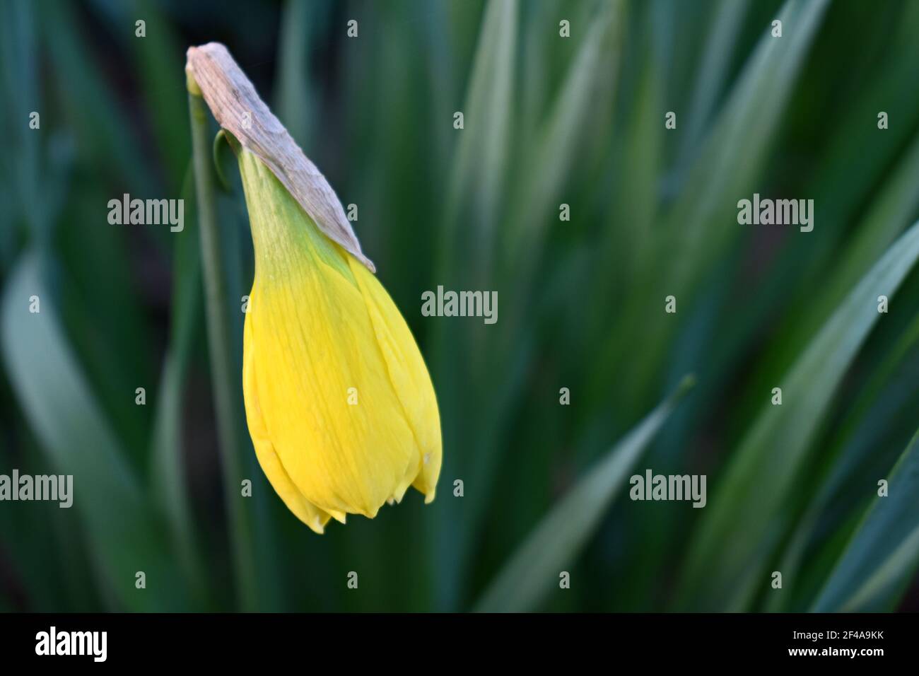 Daffodil bud hi-res stock photography and images - Alamy