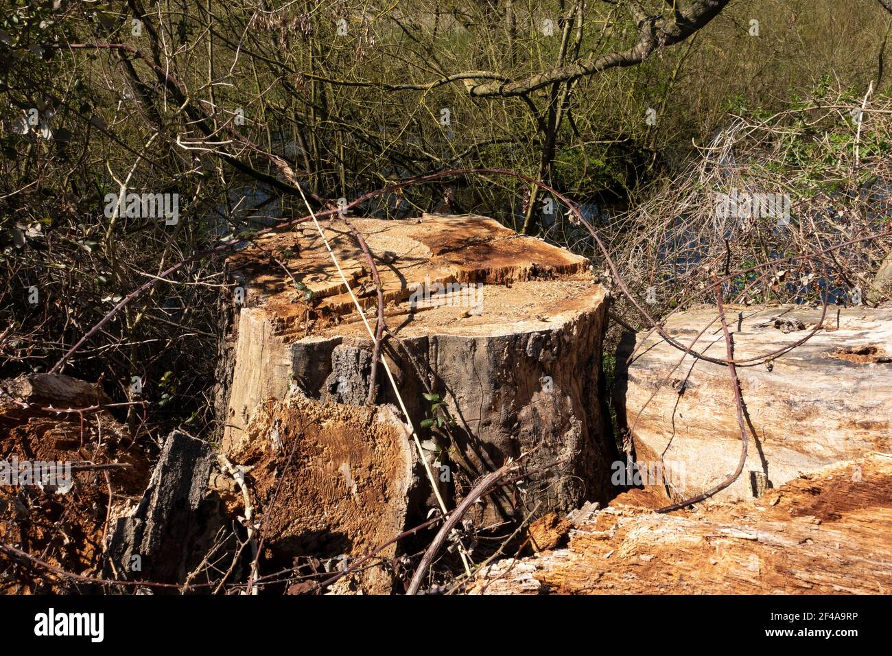Old cut off sawn tree hi-res stock photography and images - Alamy