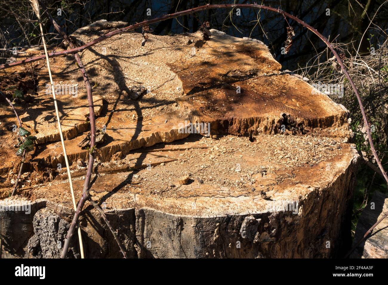 Old rotten tree trunk sliced off Stock Photo - Alamy