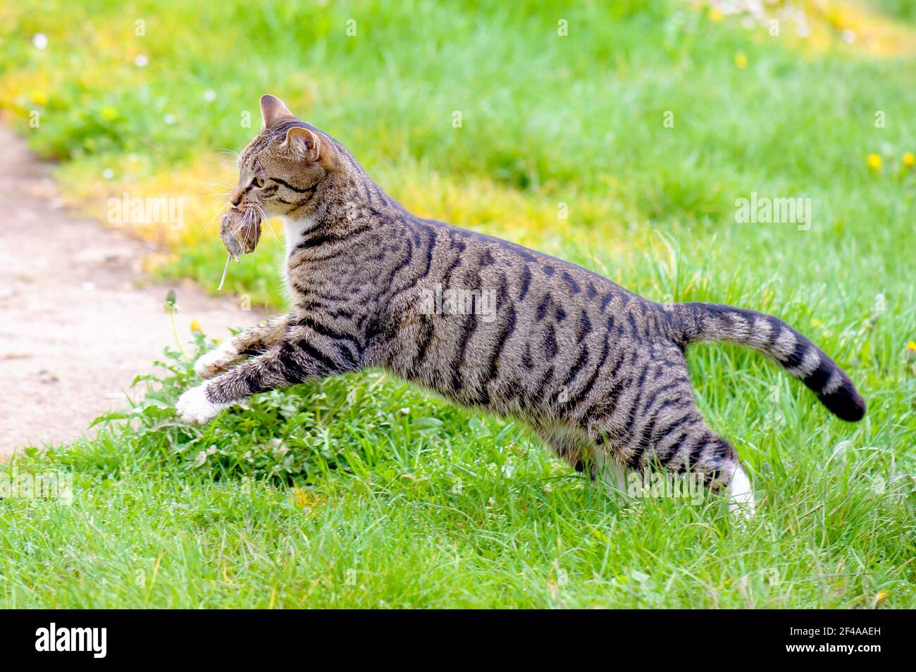 A close up profile image of a female tabby cat carrying a dead mouse in ...