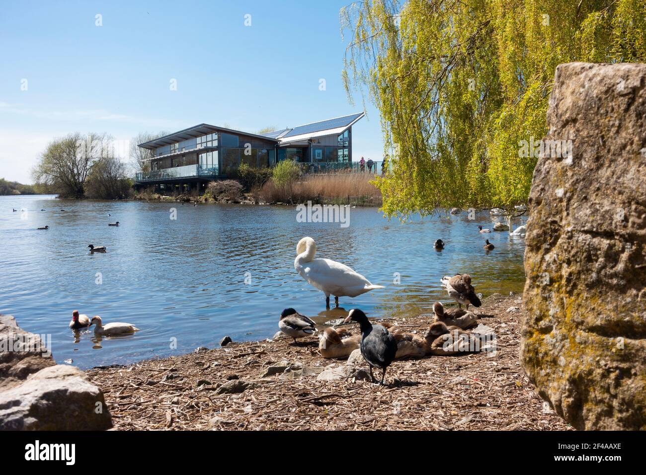 Water birds basking in the sun on a lake shore Stock Photo - Alamy