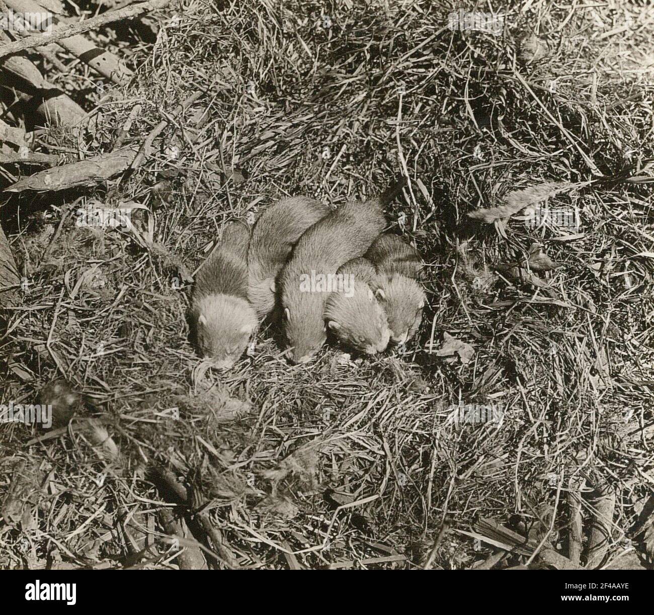 Iltis (Putorius Putorius L.). Boy in the open construction Stock Photo ...