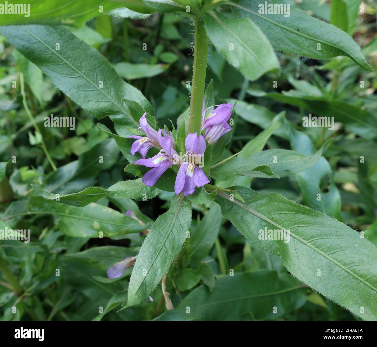 Neeramulliya hi-res stock photography and images - Alamy