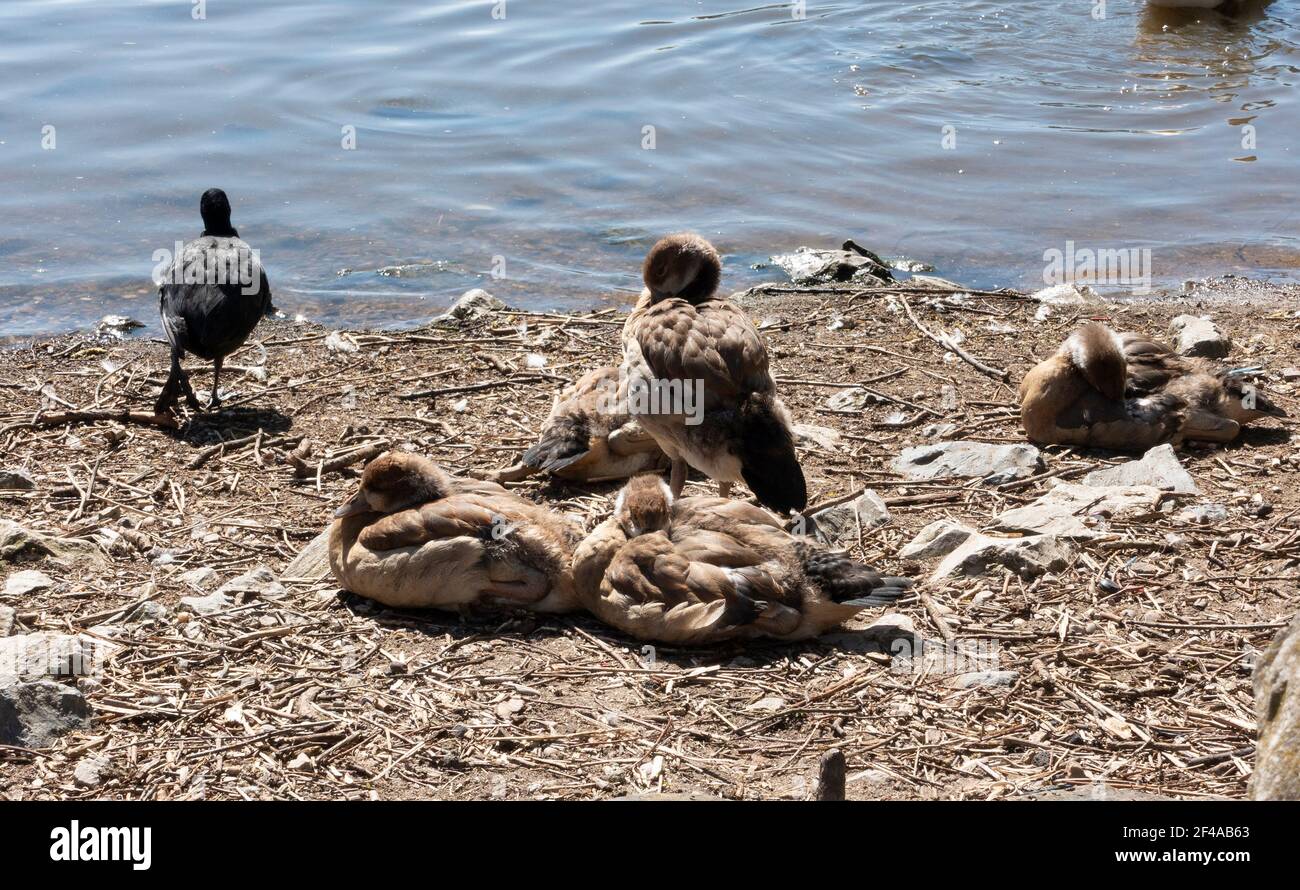Water birds basking in the sun on a lake shore Stock Photo - Alamy