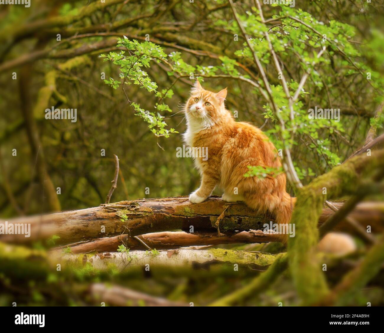 Beautiful Maine coon ginger and white cat sitting on tree trunk of ...
