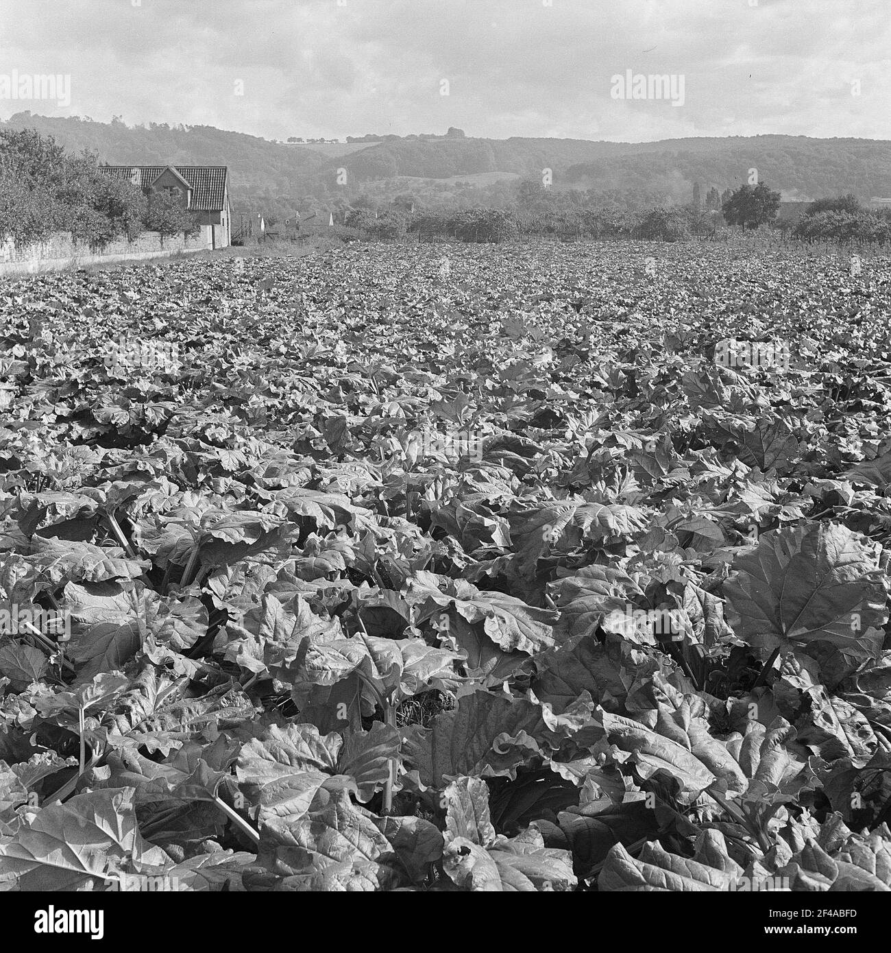 Agricultural field green Black and White Stock Photos & Images - Alamy