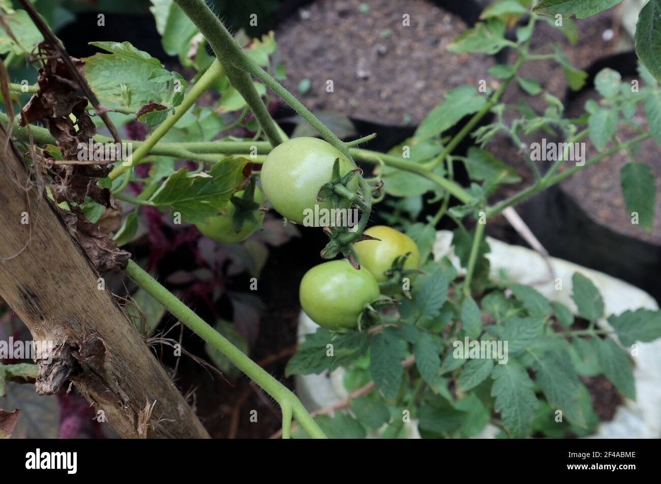 Selective focus on one green tomato on a tomato tree in the garden ...