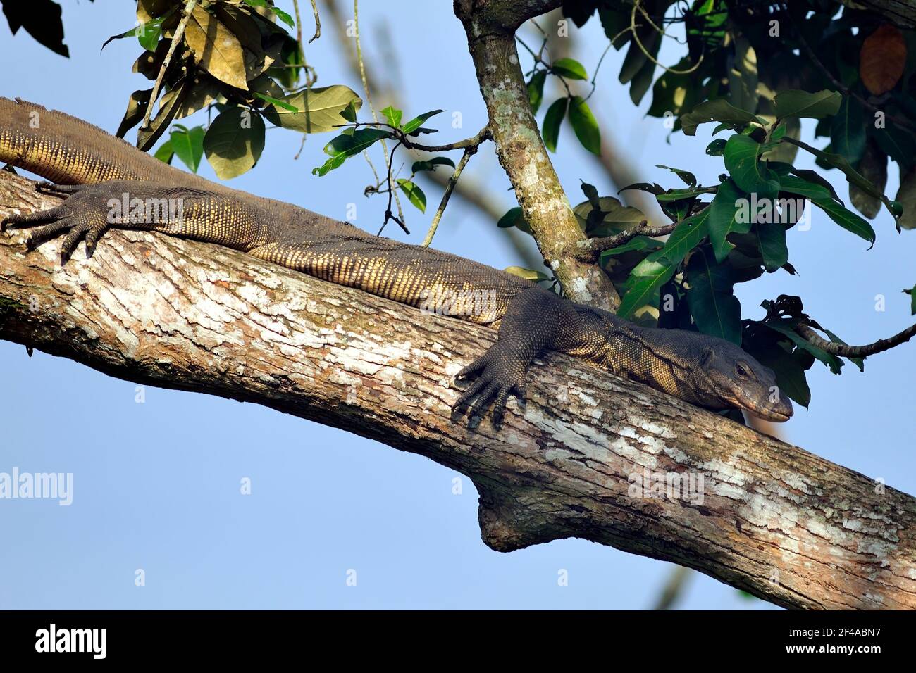 Mangrove Monitor Lizard High Resolution Stock Photography and Images ...
