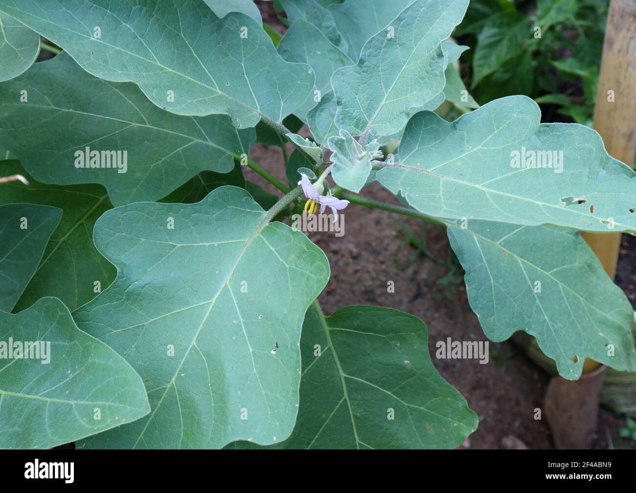 Overhead view of the leaves of an eggplant tree and one purple flower ...