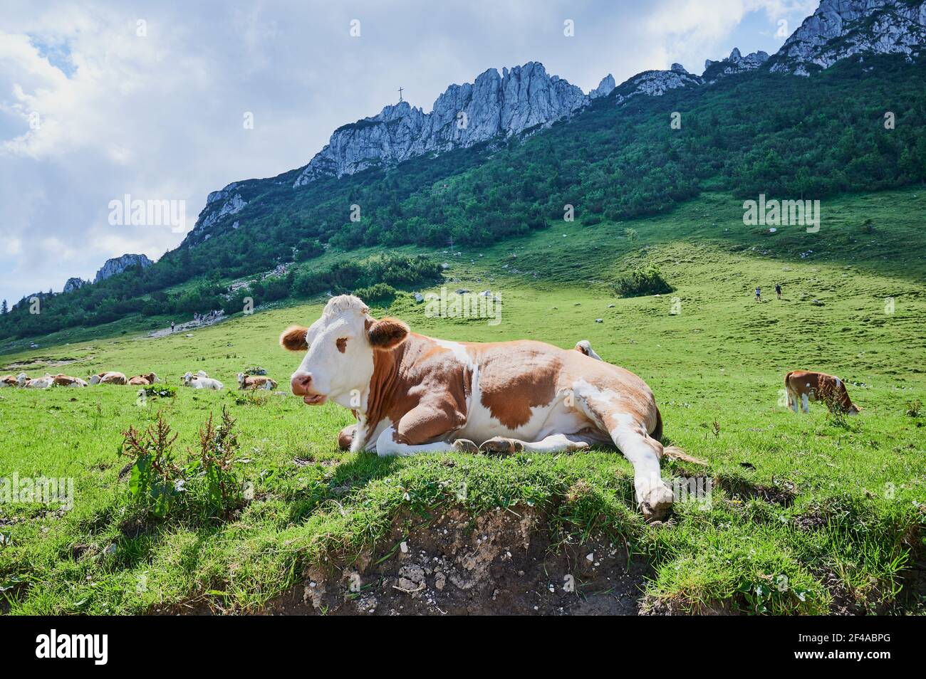 sleeping cow is lying in front of the Kampenwand, Bavaria Stock Photo ...