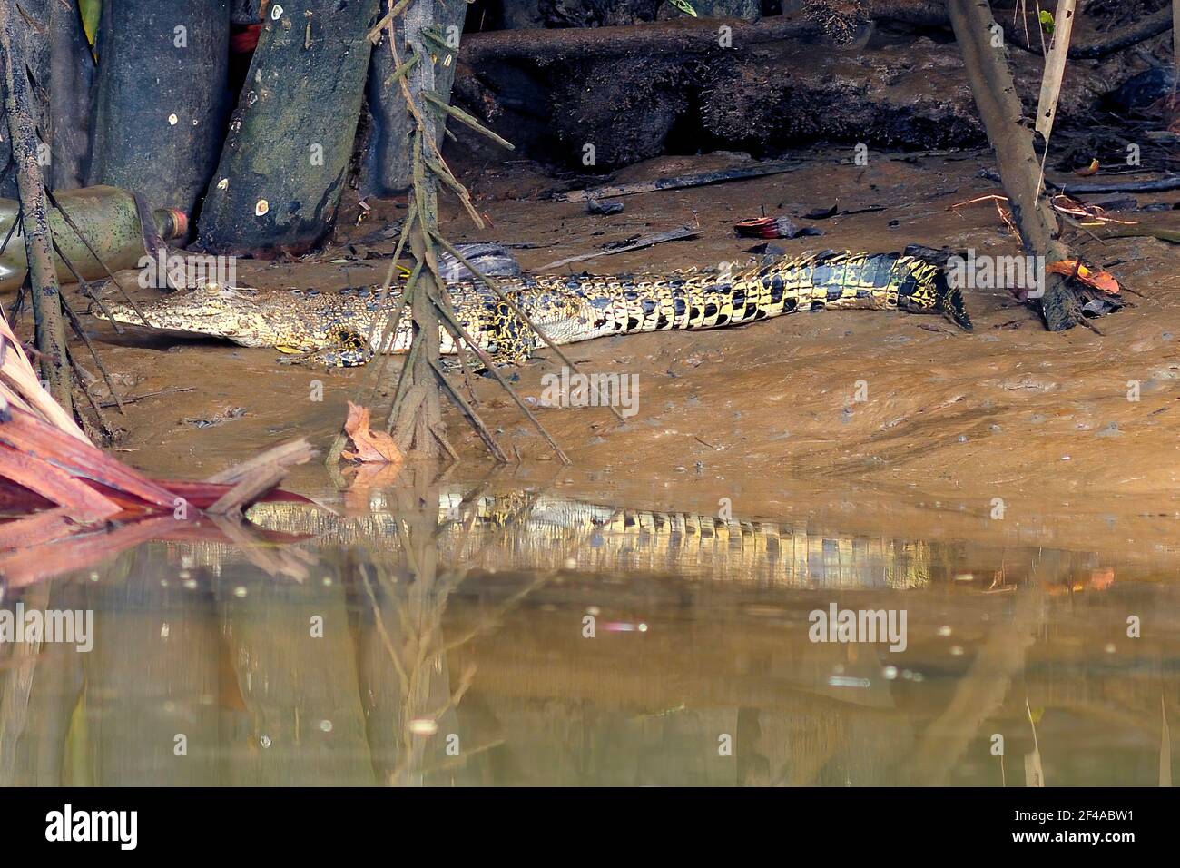 Saltwater Crocodile Skin High Resolution Stock Photography and Images ...