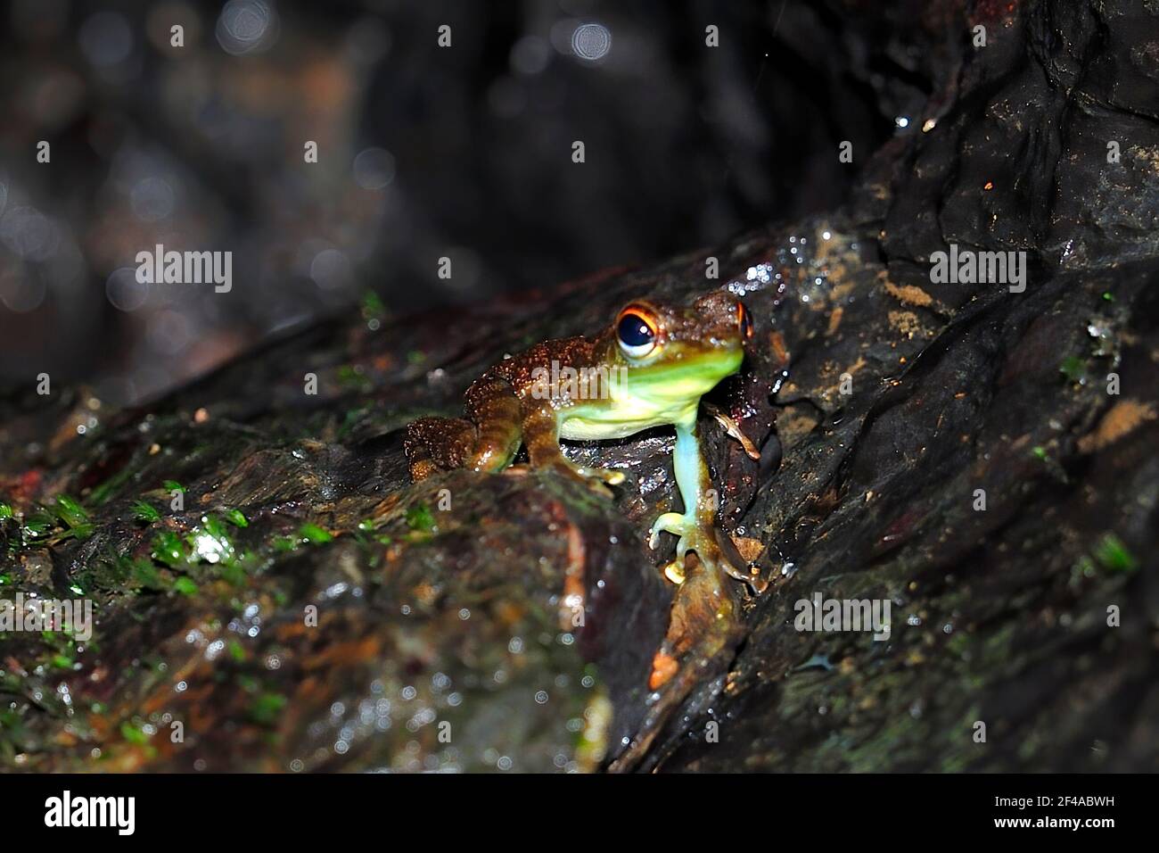 Amphibia Chordata High Resolution Stock Photography and Images - Alamy