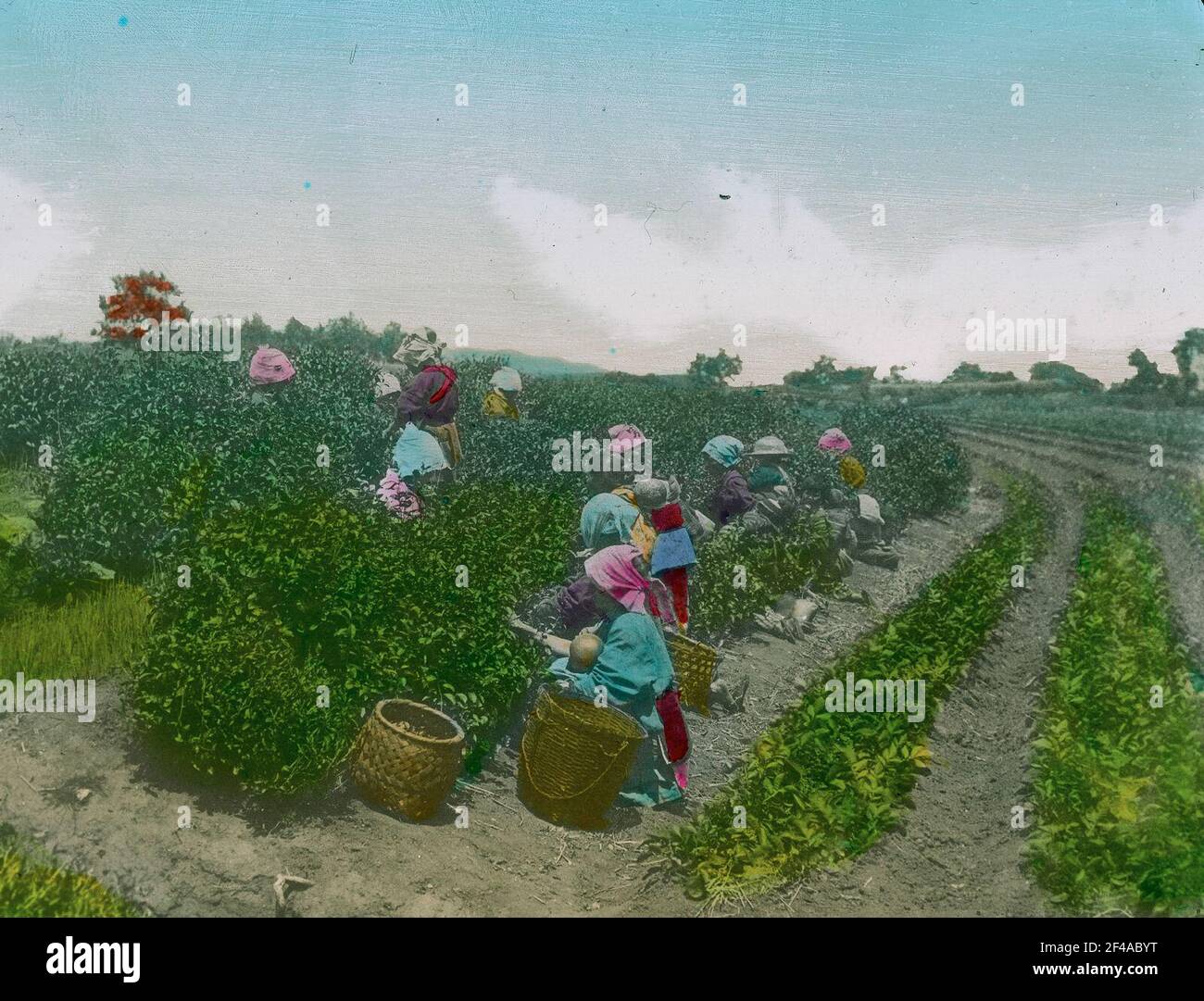 Japan, tea cultivation. Locals when picking a tea plantation Stock ...