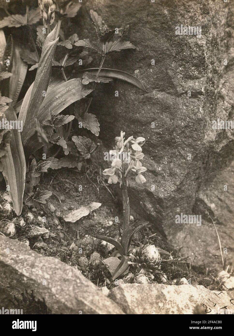 Little boy's herb (SALEP boy herb, fools cap; Orchis Morio L Stock ...