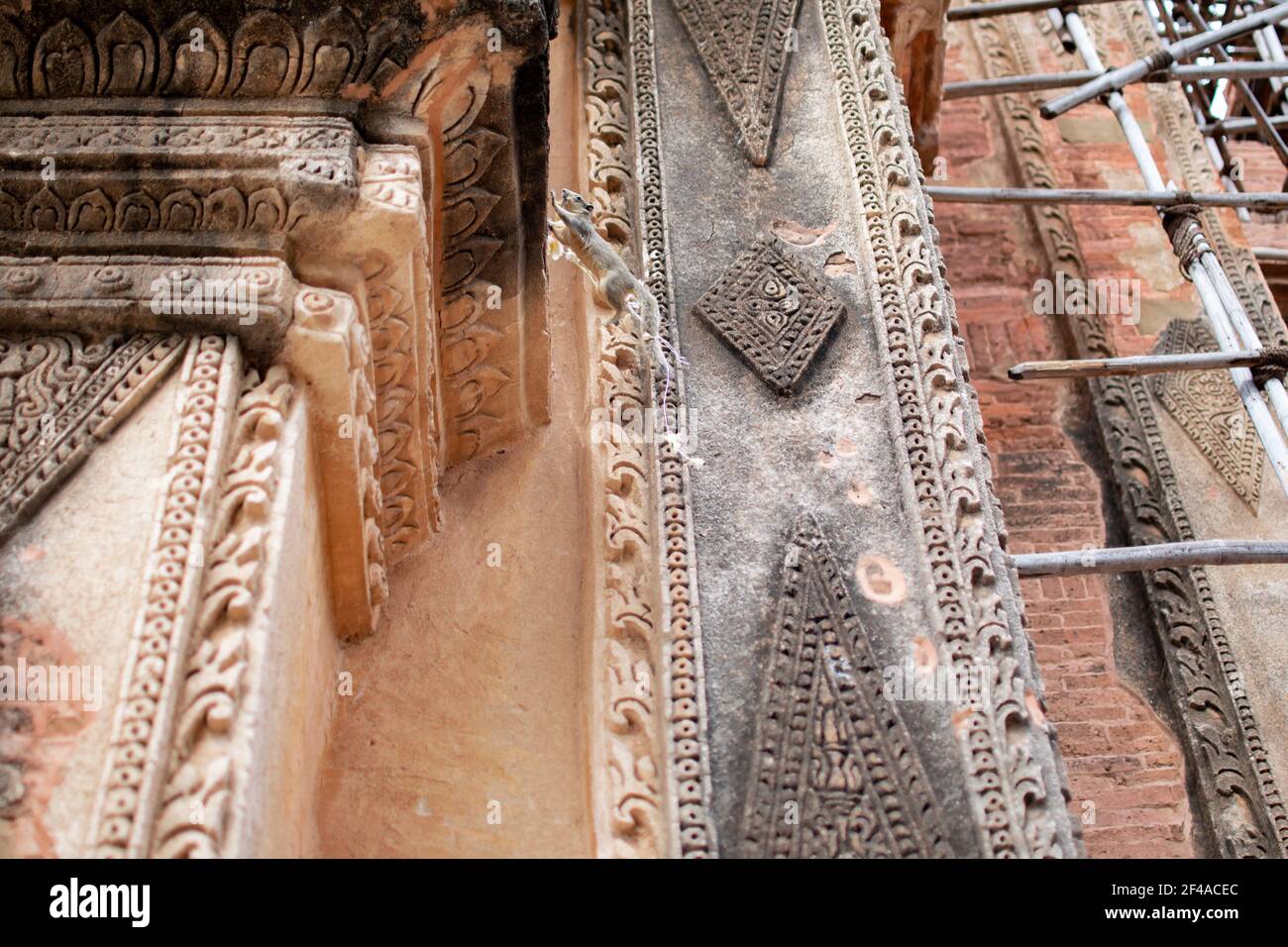 A small squirrel jumping up high on a decorated historic temple wall in ...