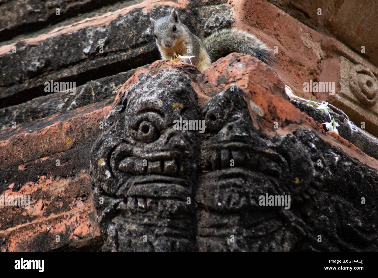 Burmese Squirrel High Resolution Stock Photography and Images - Alamy