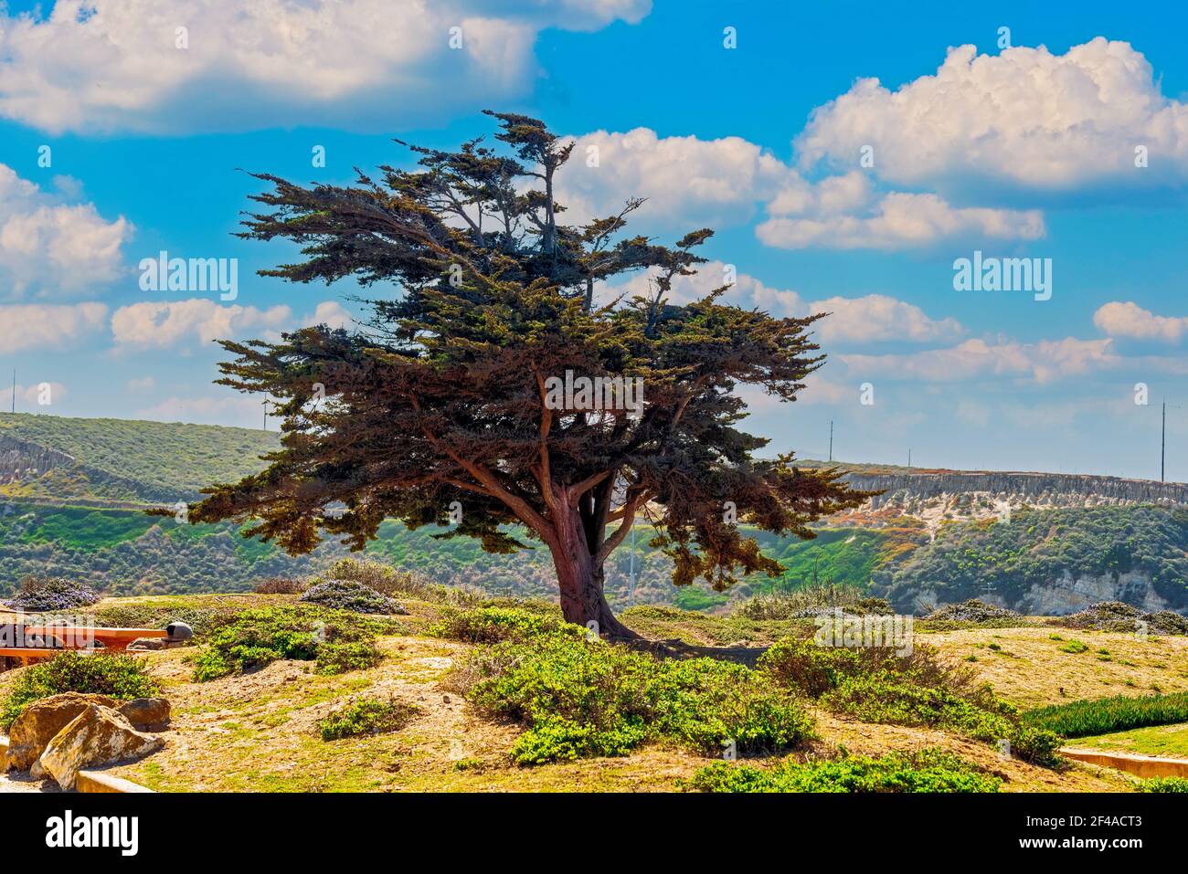 White cypress hi-res stock photography and images - Alamy