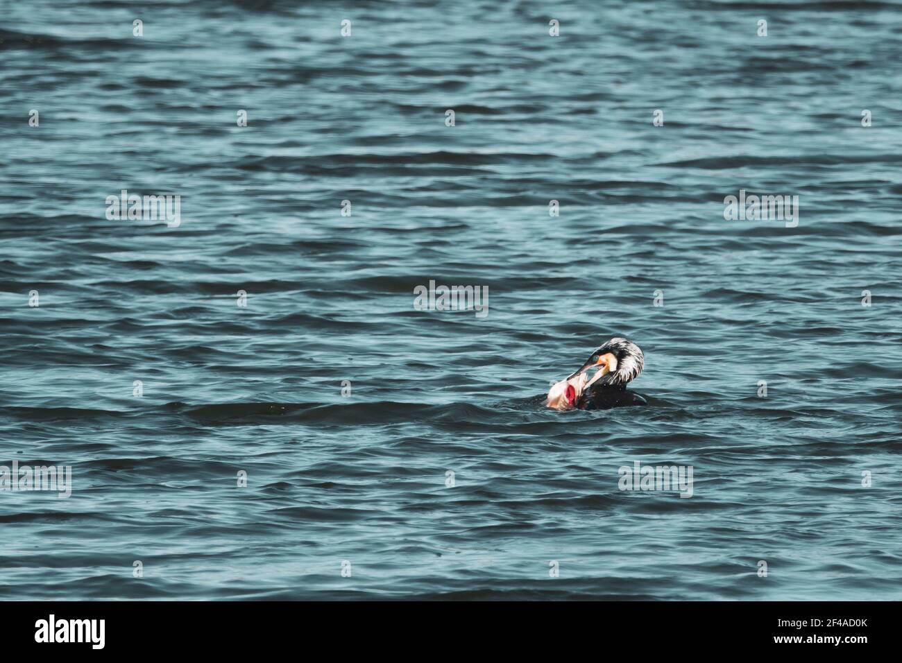 a cormorant eats a freshly caught big fish Stock Photo - Alamy