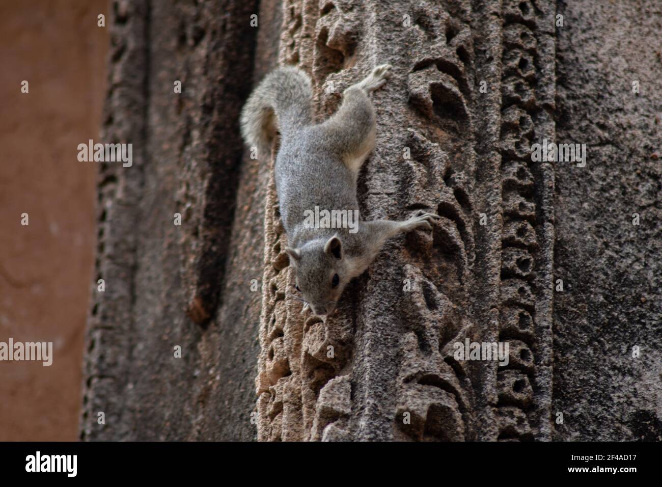 A small squirrel climbing downward upside-down on a decorated temple ...