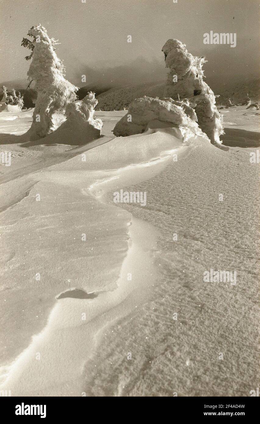 Switching snow "and icy trees in the corner area Stock Photo - Alamy