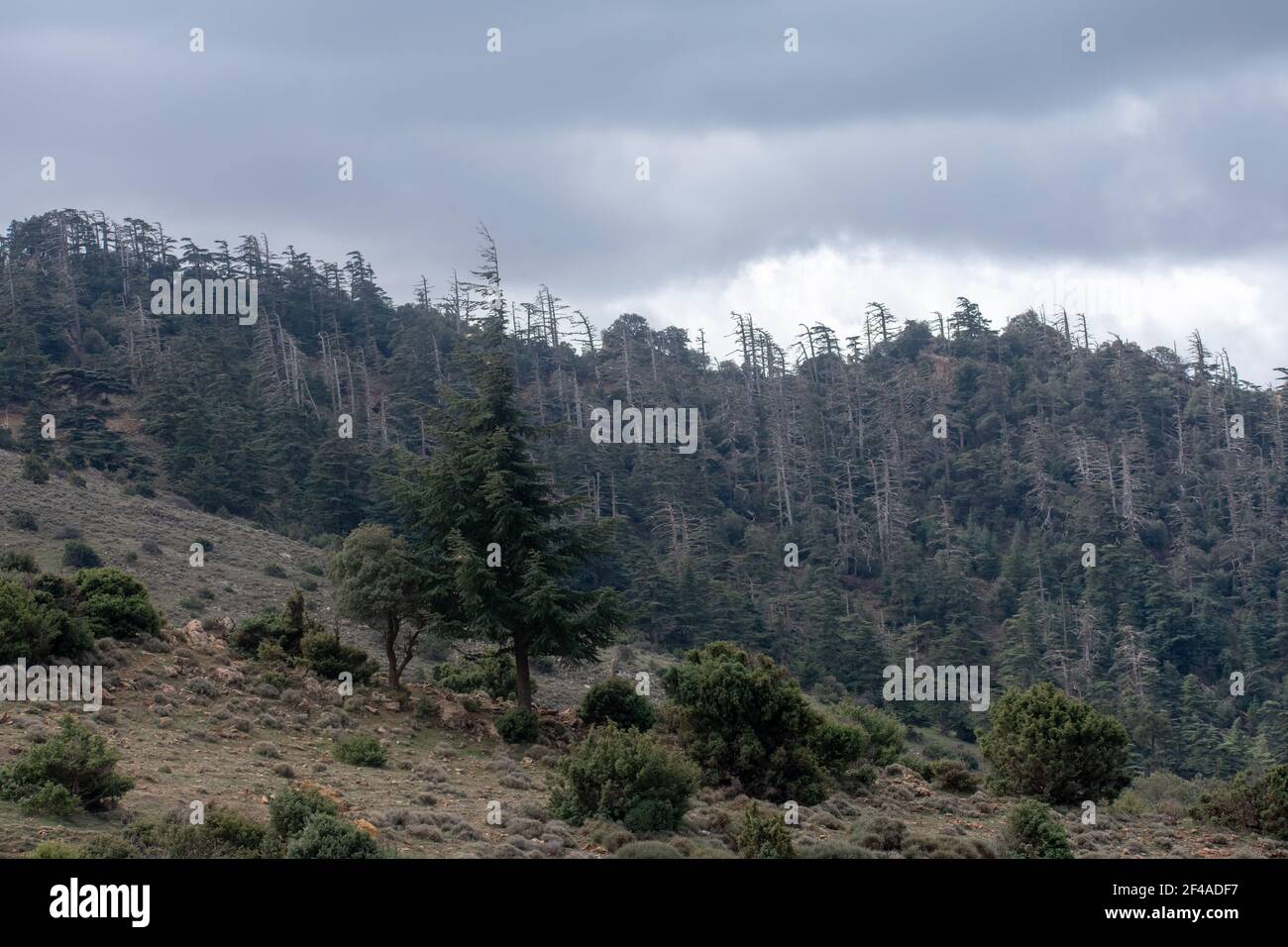 Belezma National park in the Aures mountains, Batna, Algeria Stock ...