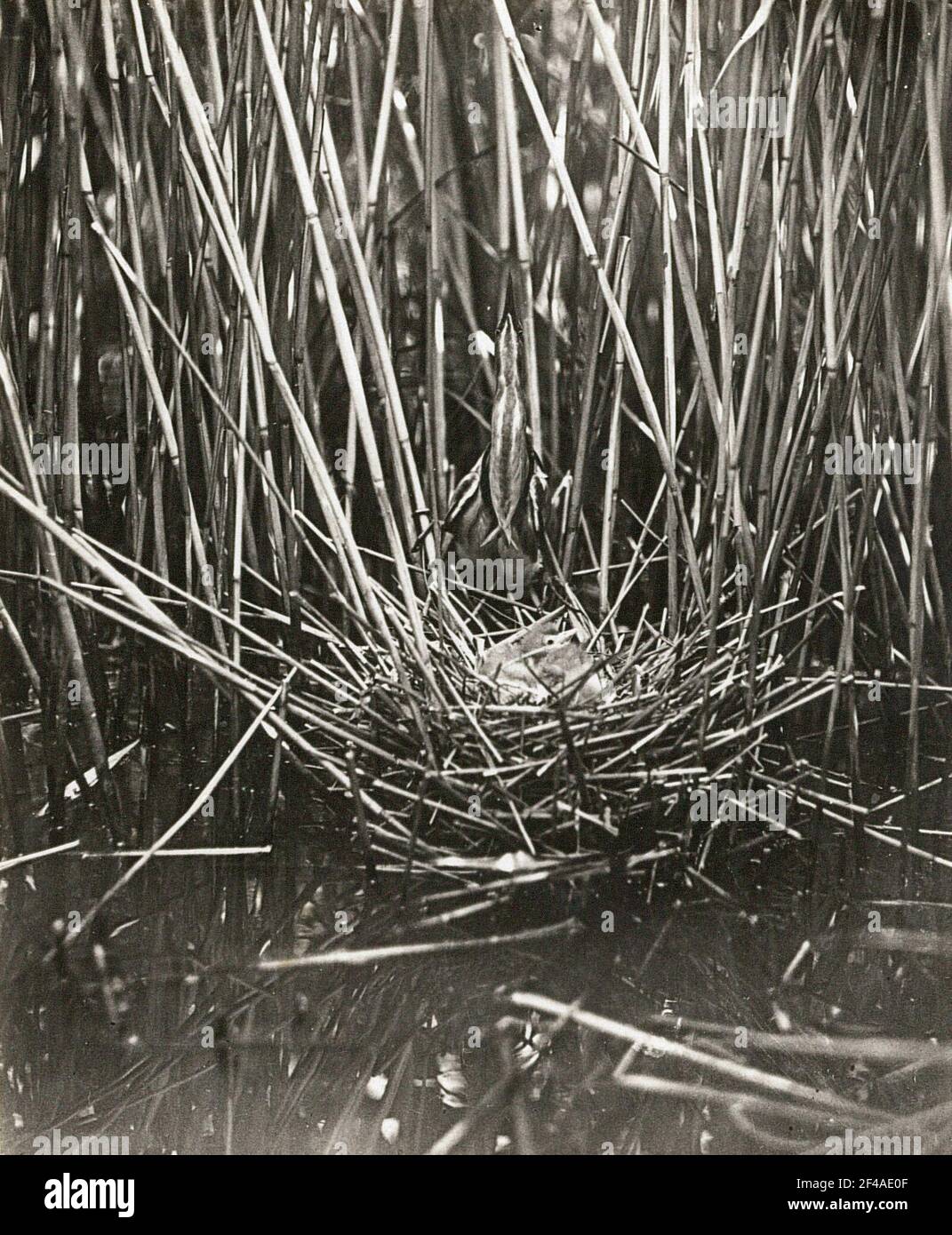 Dwarf Dommel (Ixobrychus Minutus L.), female, in pile position behind ...
