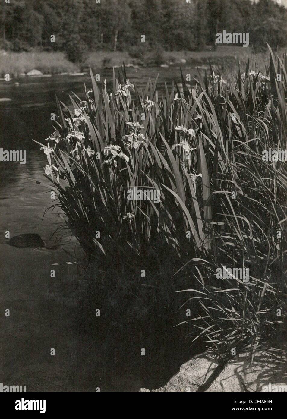 Europe. Swamp Sword Lily (Iris Pseudacorus Stock Photo - Alamy