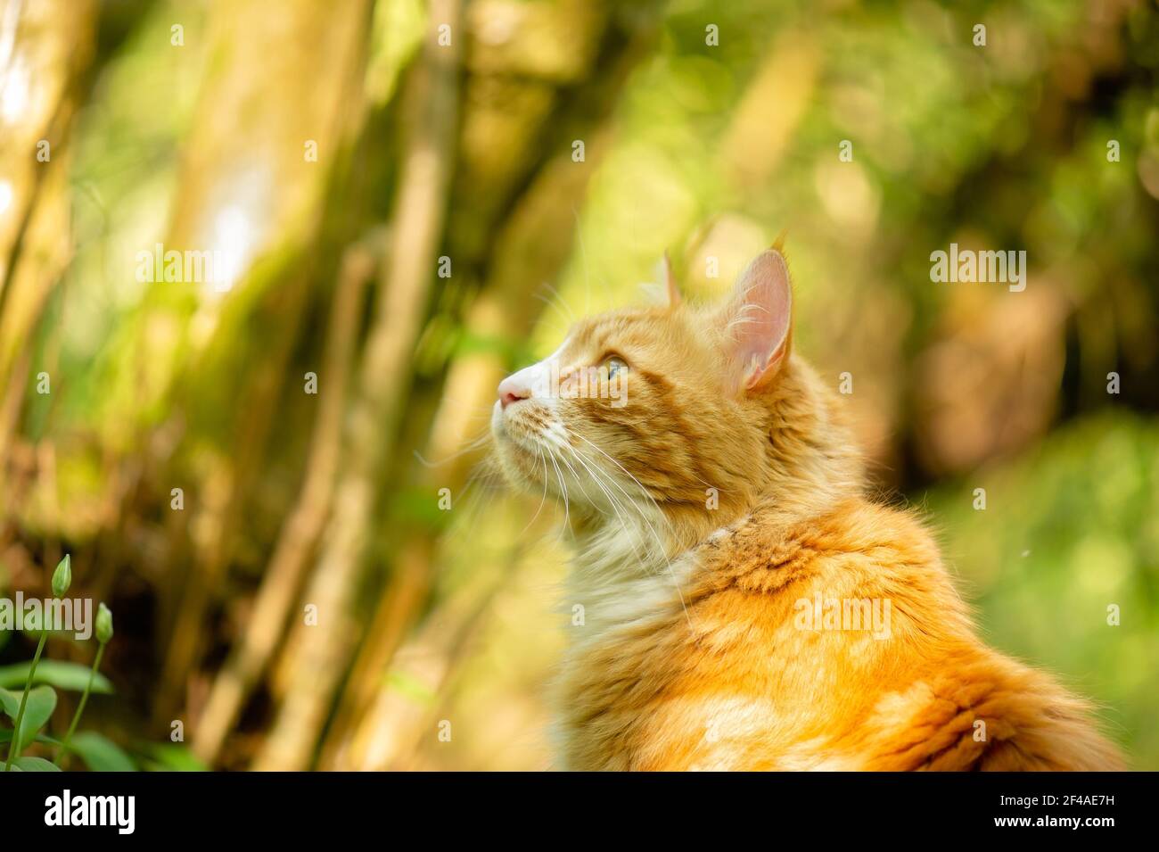 A profile closeup of a male Maine coon ginger and white tom cat in ...