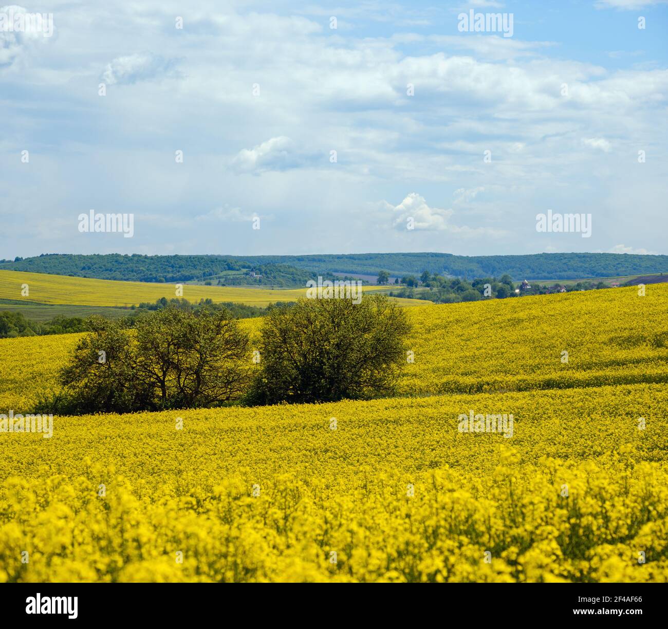 Spring rapeseed yellow blooming fields view, sky with clouds in ...
