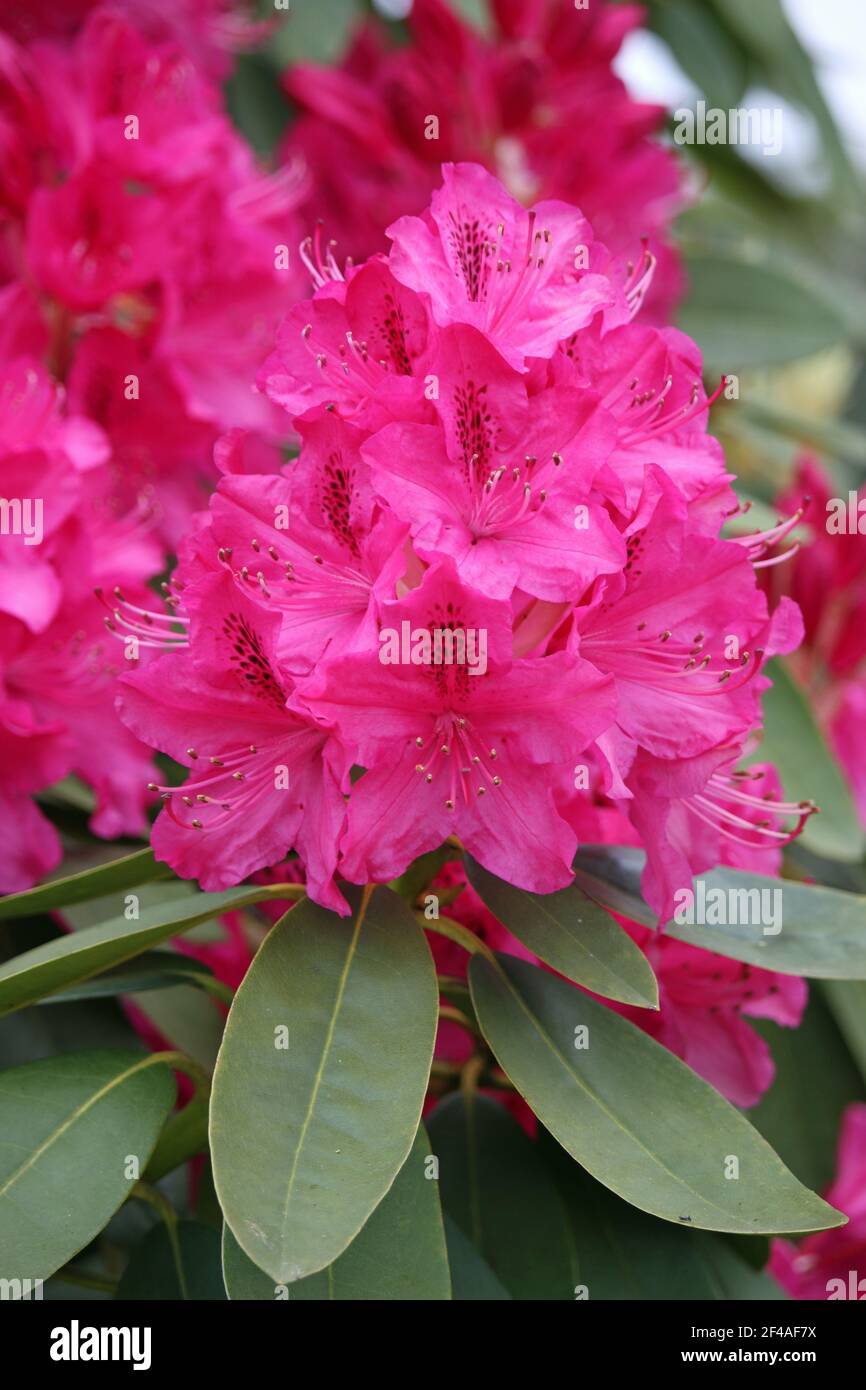 Pink Rhododendron flowers with dark spots on the petals with a blurred ...