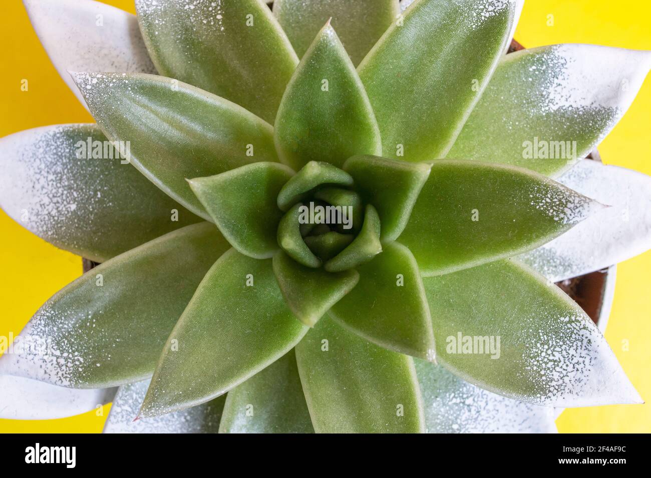 Green leaves of echeveria plant close up, macro phorography Stock Photo ...