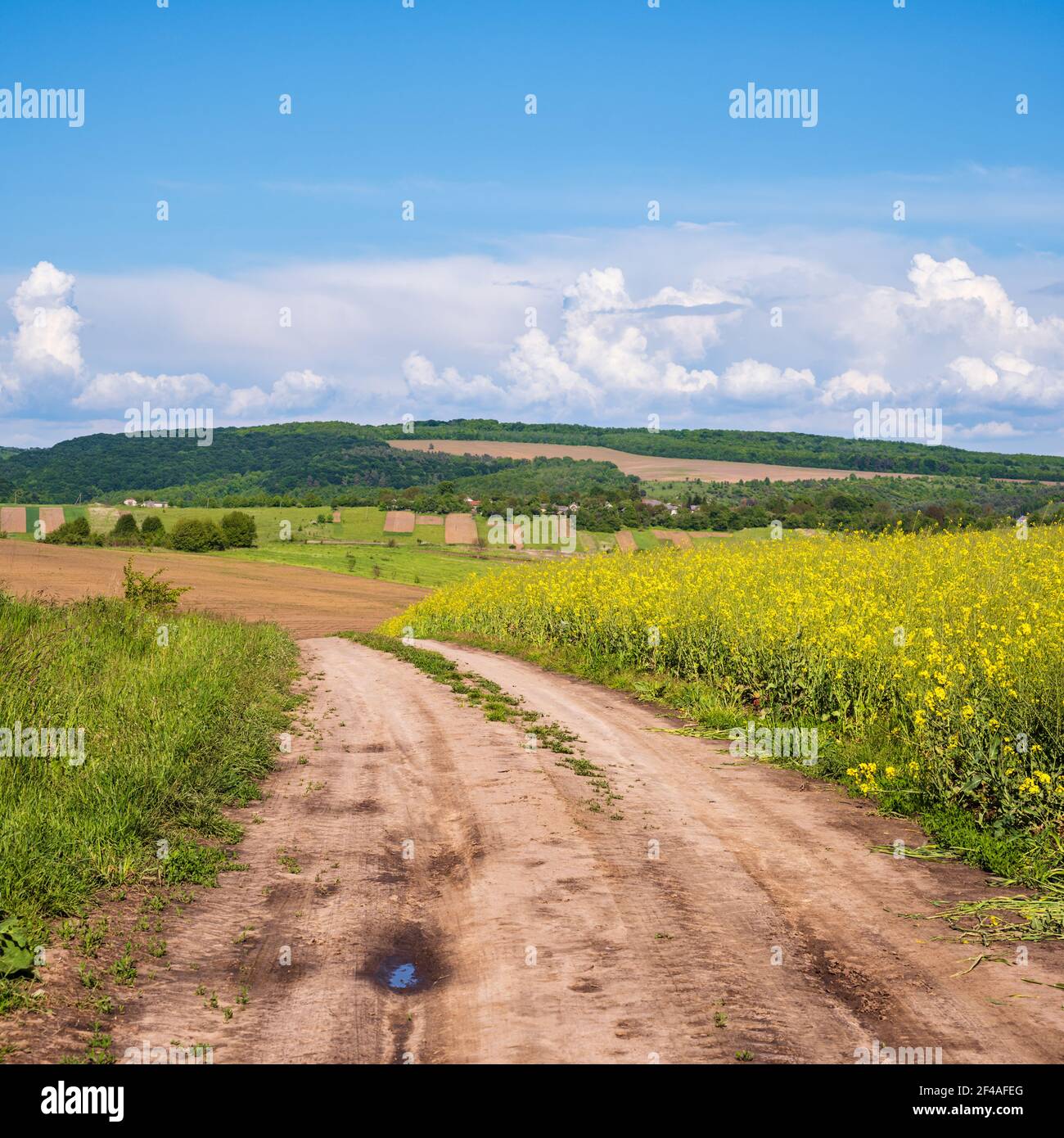 Spring countryside view with dirty road, rapeseed yellow blooming ...