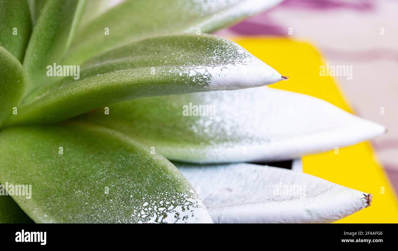 Green leaves of echeveria plant close up, macro phorography Stock Photo ...