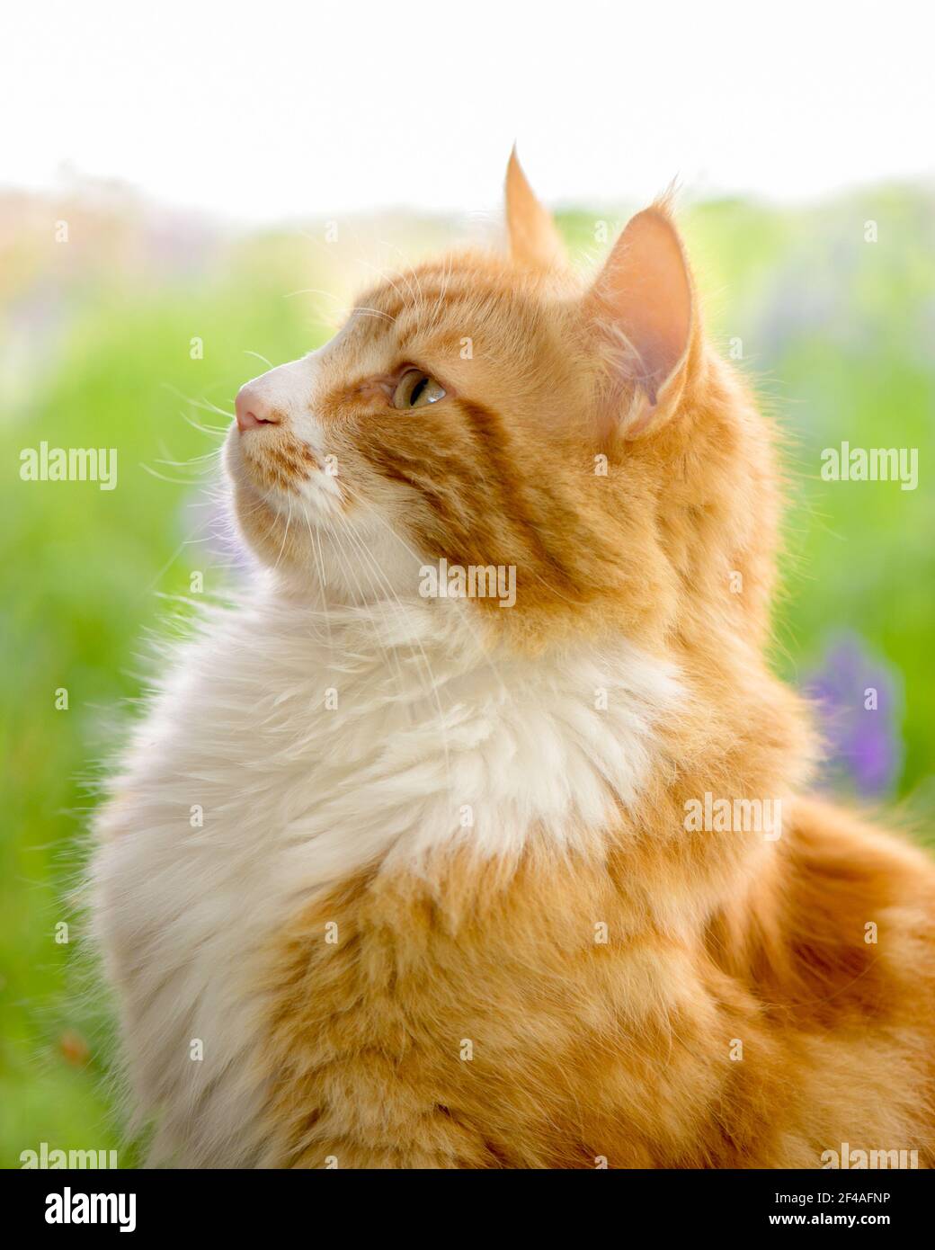 Closeup profile image of Maine coon ginger and white cat with golden ...