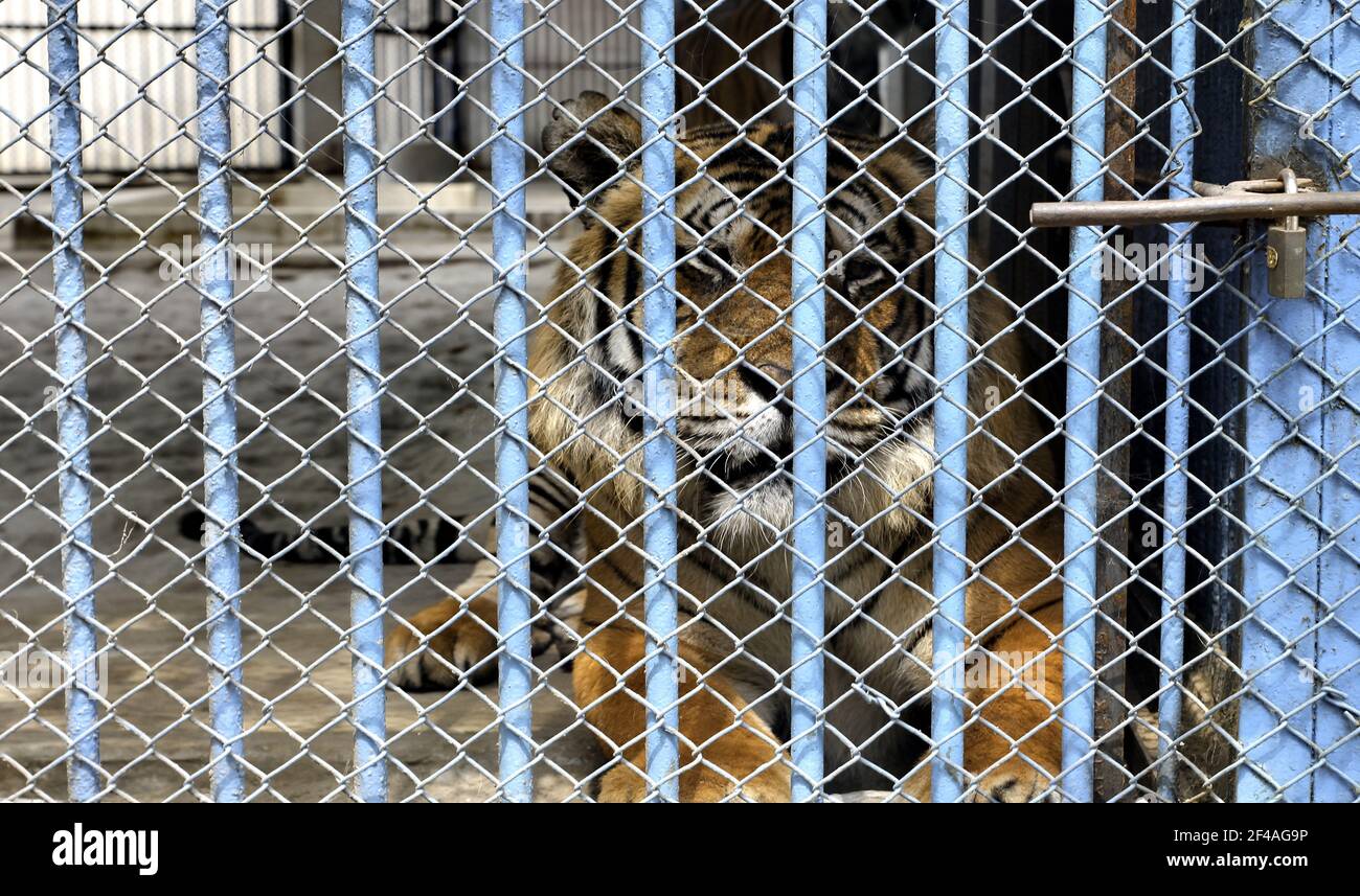 A Royal Bengal Tiger sits inside the cage of the zoo and looks ahead ...