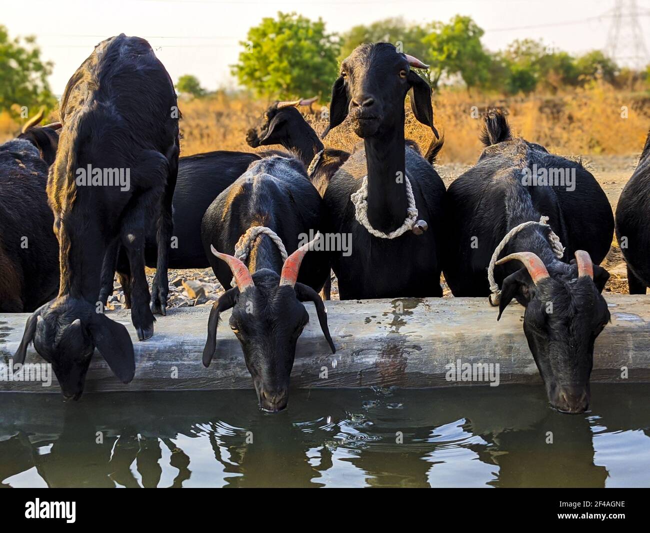 Group black goats drinking hi-res stock photography and images - Alamy