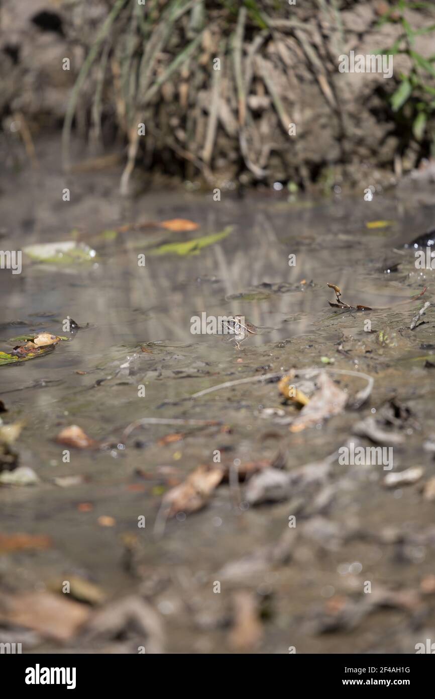 Leopard frog (Lithobates sphenocephalus utricularius) camouflaging in ...