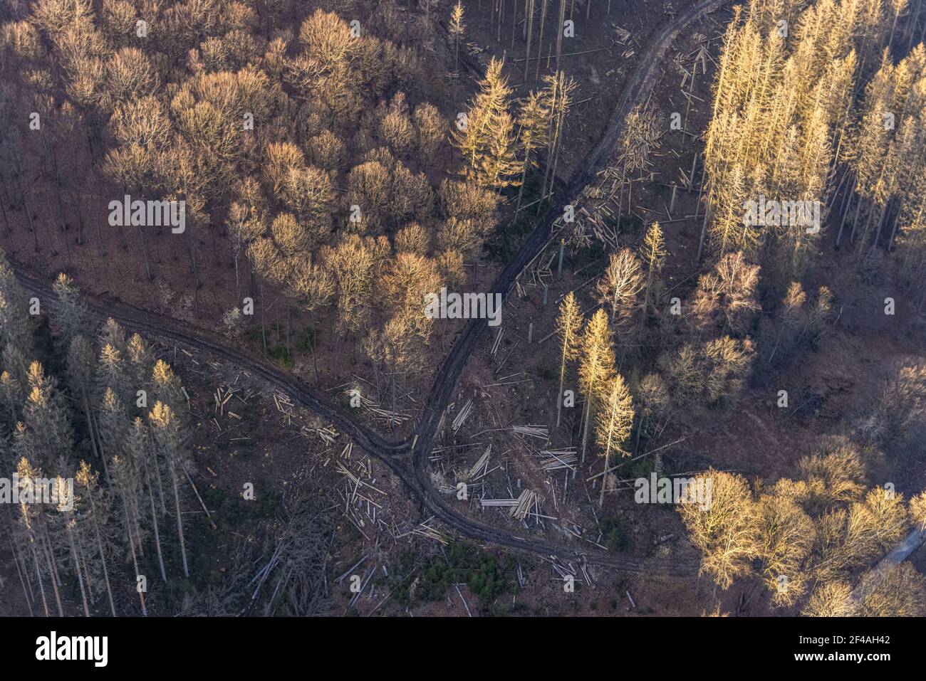 Waldsterben am lwl freilichtmuseum hagen hi-res stock photography and ...