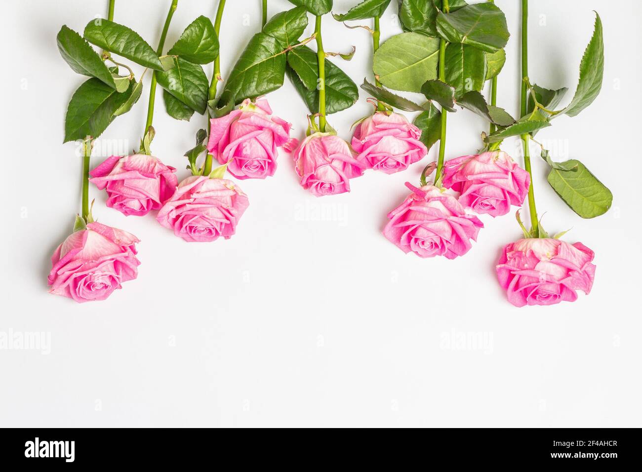 Gentle pink roses isolated on white background. The festive concept for ...